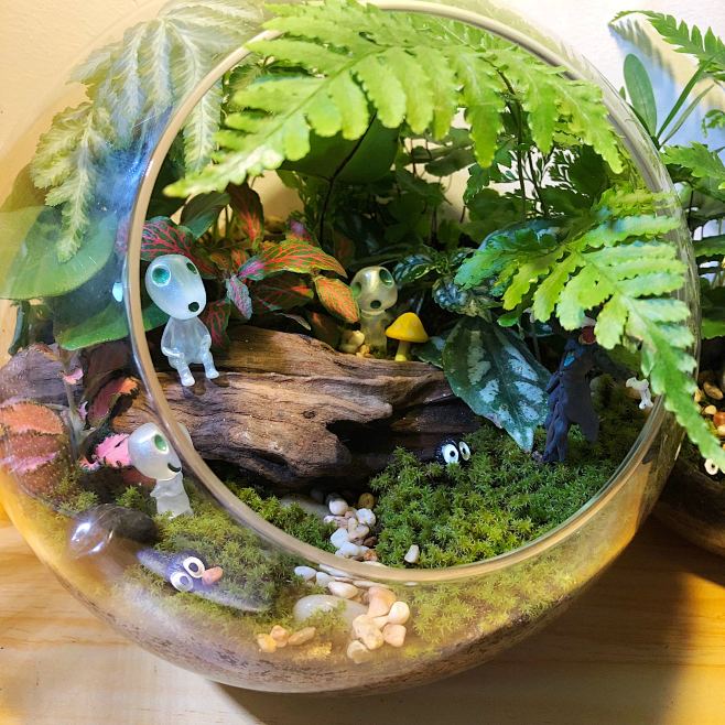 入坑微景观生态瓶_看图_苔藓微景观吧_百度贴吧图片_J-景观/微景观图片素材-花瓣网