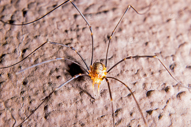 Harvestmen