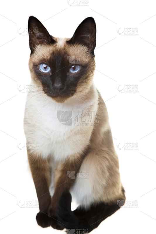 暹罗猫,垂直画幅,小的,家畜,无人,蓝色,猫科动物,白色背景,背景分离,幼小动物素材-花瓣网