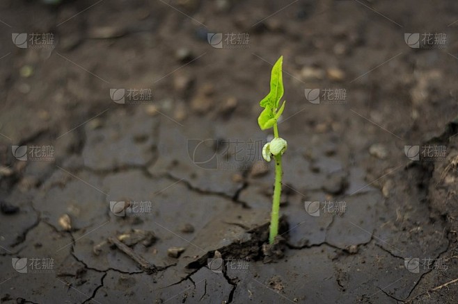 树苗在树桩上发芽而获得的新生命。