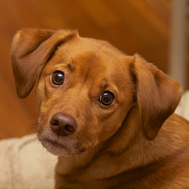 Greta | Flickr