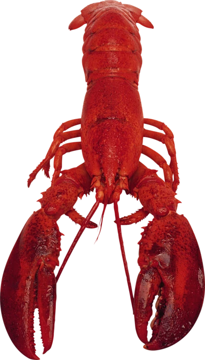 【米图网-52mitu.com】大龙虾 龙虾 红色 ss大龙虾-花瓣网
