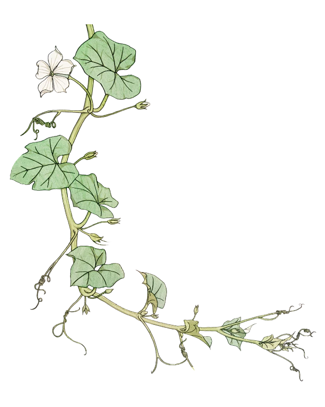 YUKI-MPV插画植物 (91)-花瓣网