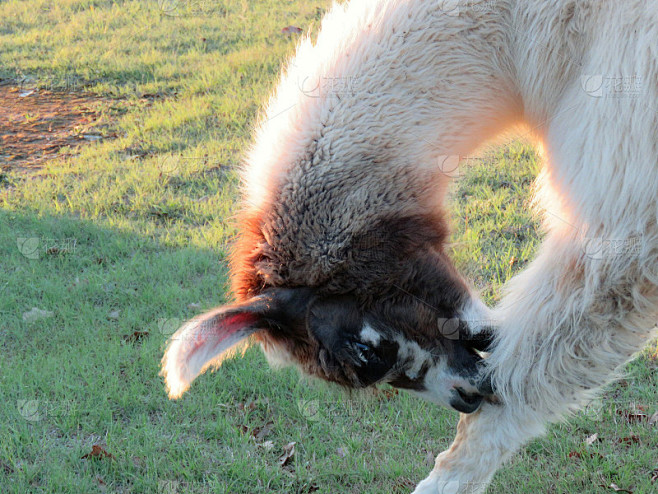Llama (Lama glama ) scratches leg, Copy Space