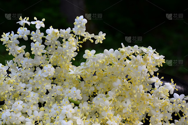 一堆接骨木花映衬着黑暗的背景，靠近点