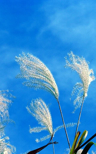 花儿的唯美手机壁纸下载 第11页-ZOL手机壁纸-花瓣网