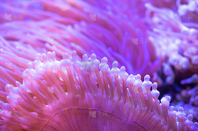 Beautiful sea flower in underwater world with cora