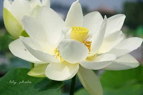 荷花热门景点推荐_荷花热门旅游景点介绍_荷花热门旅游目的地-花瓣网