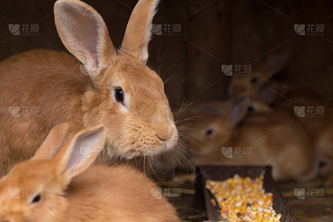 农场里的兔子和小兔子