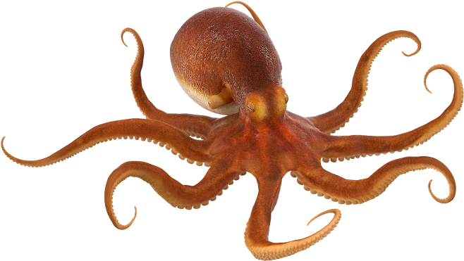 octopus_PNG1-花瓣网