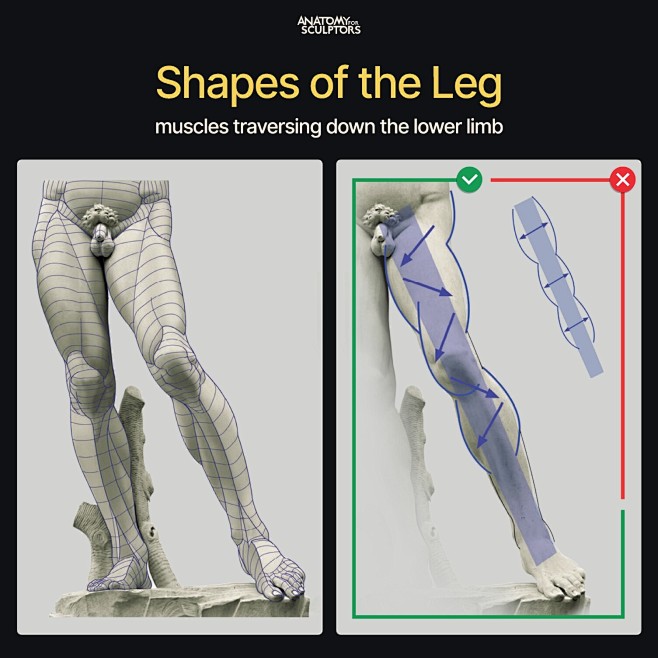 anatomy-for-sculptors-shapes-of-the-leg