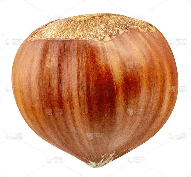 榛子孤立的剪切路径素材-花瓣网