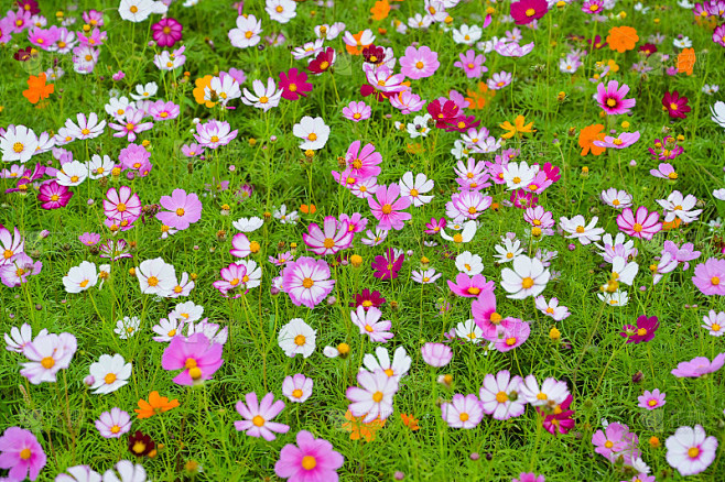 公园里的共同宇宙(Common Cosmos)。