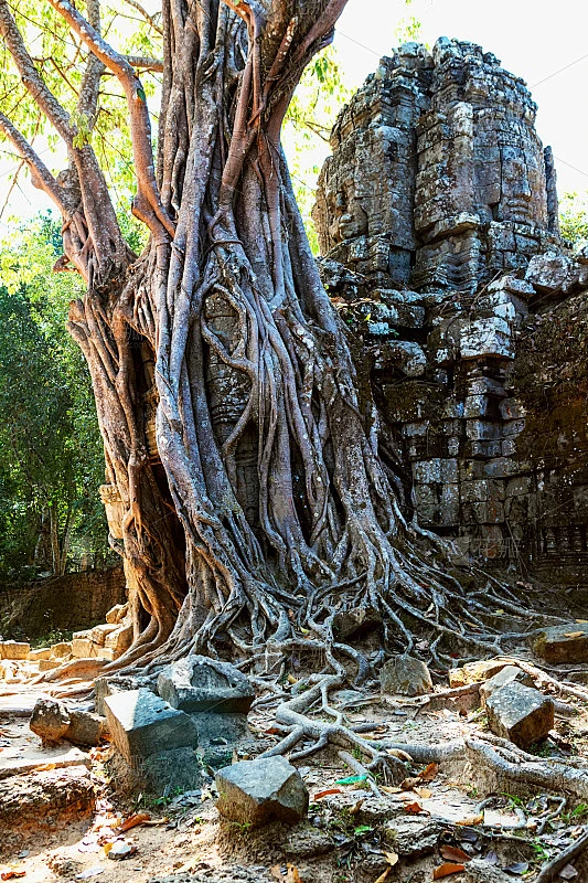 柬埔寨暹粒附近的Prasat Ta Prum或Ta Prohm寺庙建筑群。素材-花瓣网