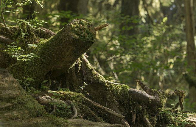 Ancient Forest (328)