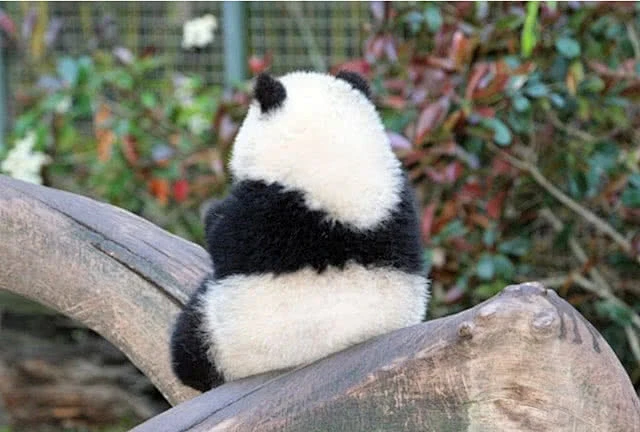 佛系熊猫电脑壁纸高清图片的搜索结果_百度图片搜索-花瓣网