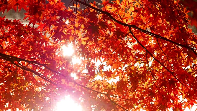 阳光透过红枫叶照耀 秋景