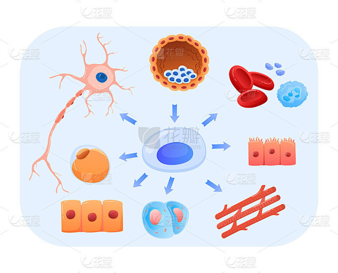 医学研究，人体组织细胞，现代医学，设计卡通风格矢量插图，孤立在白色。