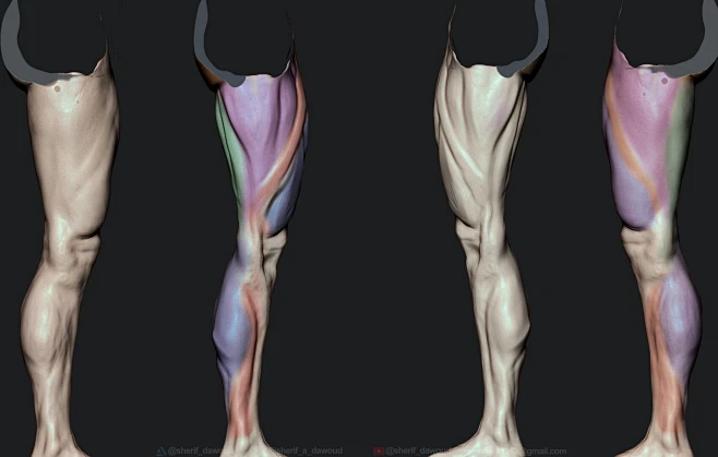 Leg Anatomy-花瓣网