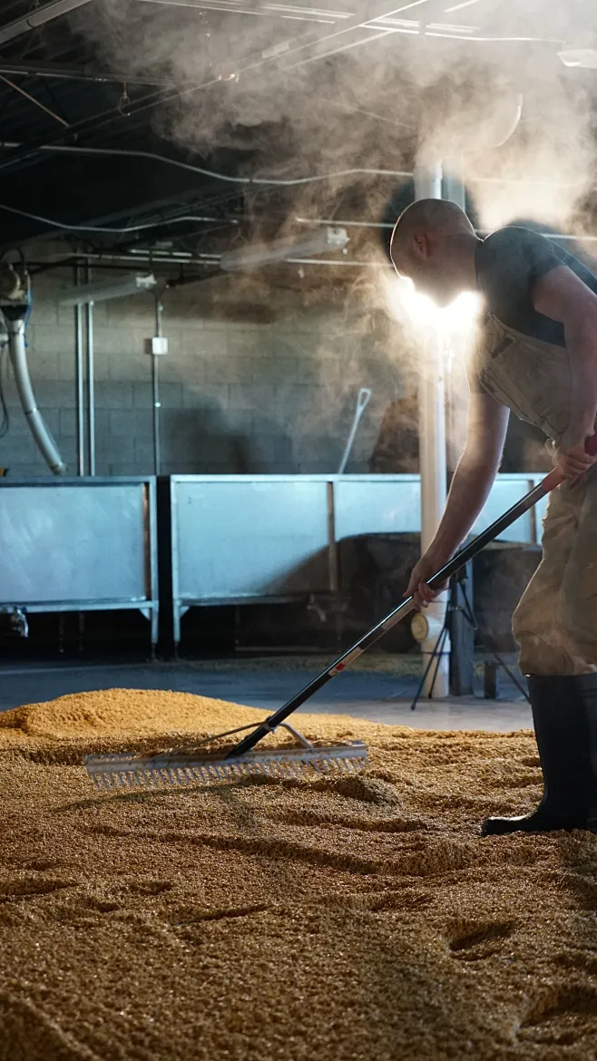 Distiller Matt Ward rakes germinating Colorado barley in Malt Floor ...