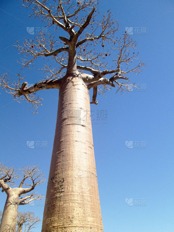 猴面包树,马达加斯加,特拉华,自然,垂直画幅,天空,地形,巨大的,非洲,热带树