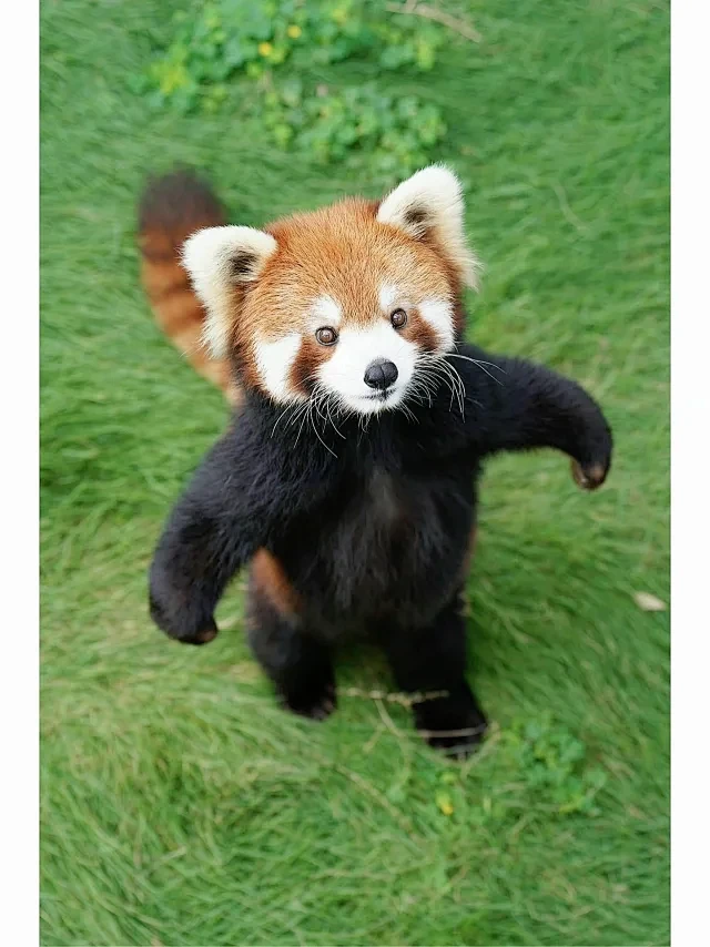 小熊猫 - 小红书搜索图片_动物图片素材-花瓣网