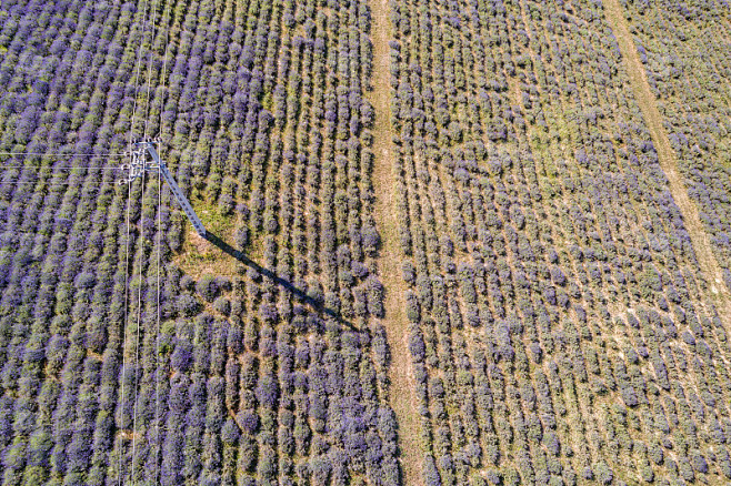 美丽的levander花