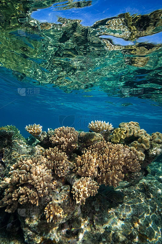 反射素材-花瓣网