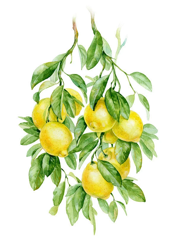 Natalia Tyulkina漂亮的水果插画欣赏-花瓣网