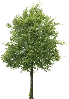 meye tilia europaea cut out tree in png-花瓣网