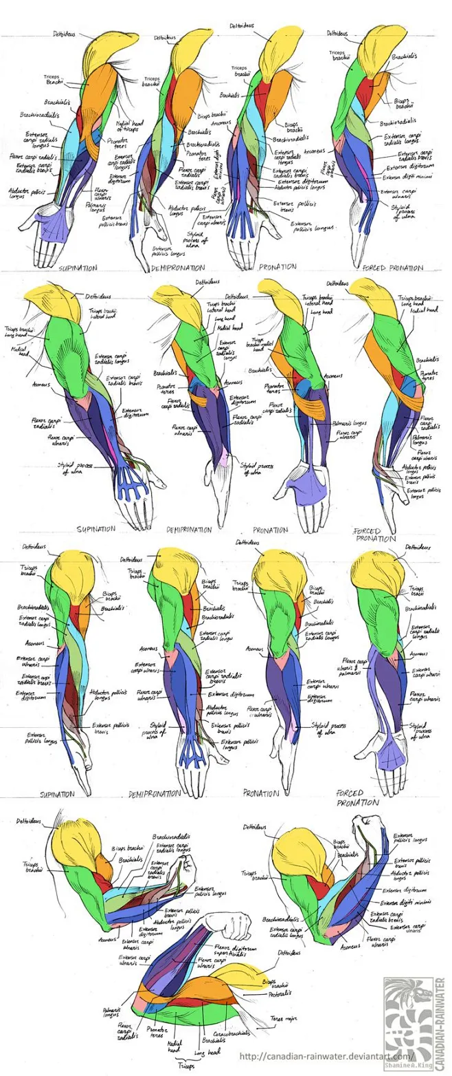 Anatomy - Human Arm Muscles by Canadian-Rainwater.deviantart.com on ...