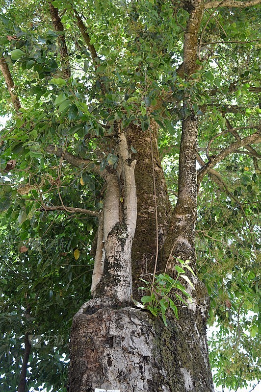 jamblon或jamelonier