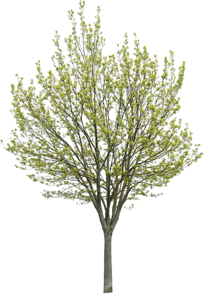 meye acer platanoides cut out tree in png