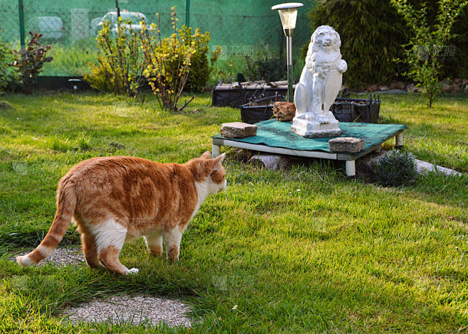 Cat in the garden