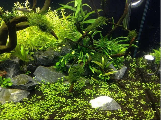 超白 900×500×500开缸记，大家往死拍，我还想进步！ - 水草造景 - CTA南美水族 - Powered by Discuz!-花瓣网