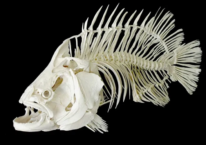 Fish Skulls, North Palm Beach, Florida-花瓣网
