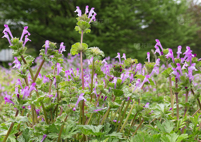 普通的Henbit, Henbit Deadnettle