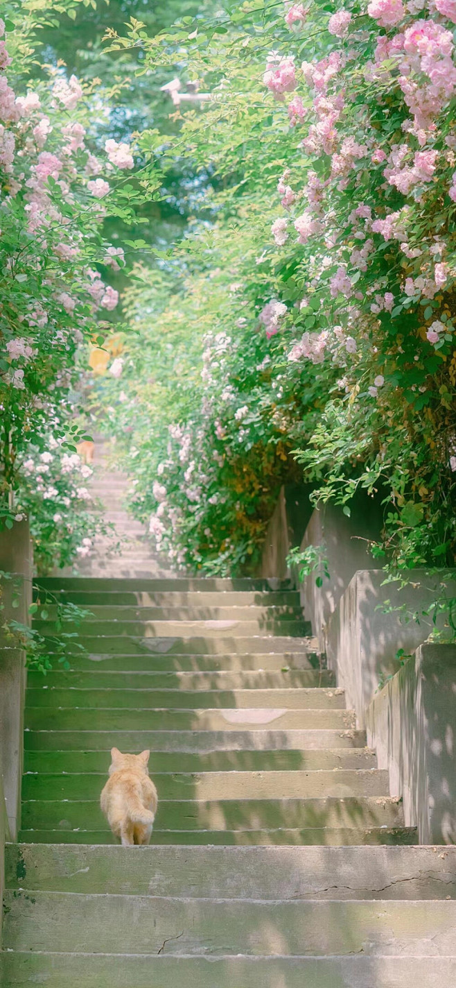 壁纸 - 堆糖，美图壁纸兴趣社区