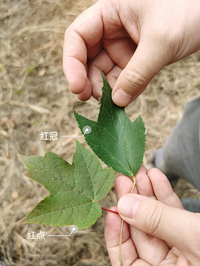 IMG_20221013_153131_mh1665646372439-花瓣网