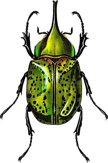 Insects-(16)-花瓣网