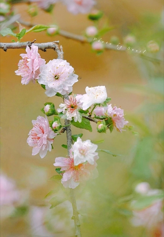 珍珠李-花瓣网