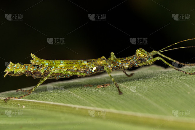 Beautiful Stick Insect on the green leaves isolate
