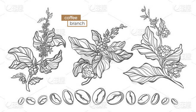 咖啡树分支的向量集