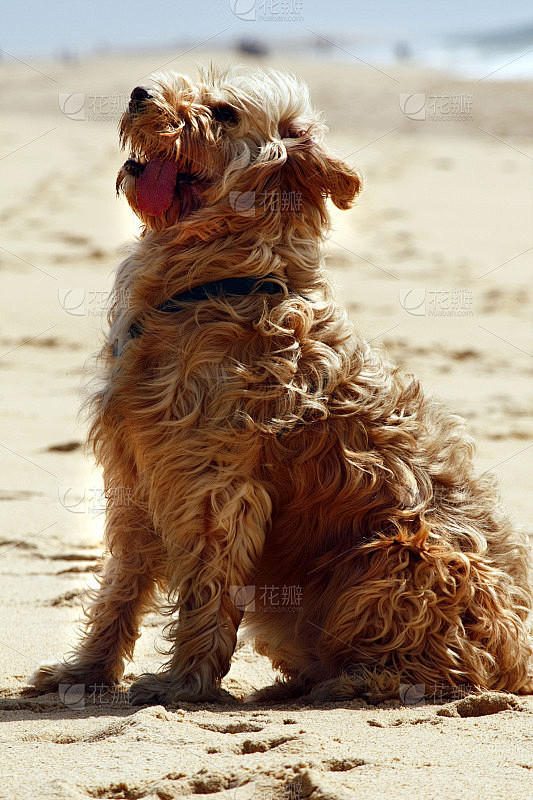 有长毛的家养狗