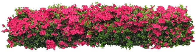 FB01杜鹃副本-花瓣网