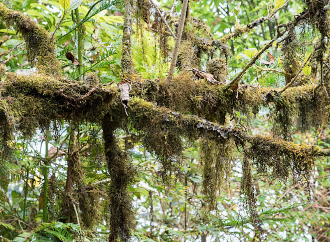 有地衣的树枝(地衣)。