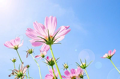 beautiful pink and red cosmos flower field on blue sky.Nature ...