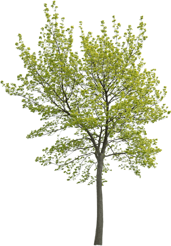 meye acer platanoides cut out tree in png