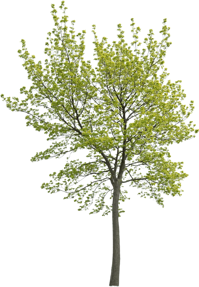 meye acer platanoides cut out tree in png-花瓣网