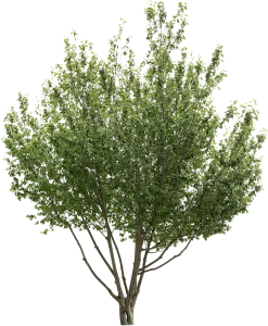 meye prunus padus cut out tree in png图片_P-PS植物素材图片素材-花瓣网